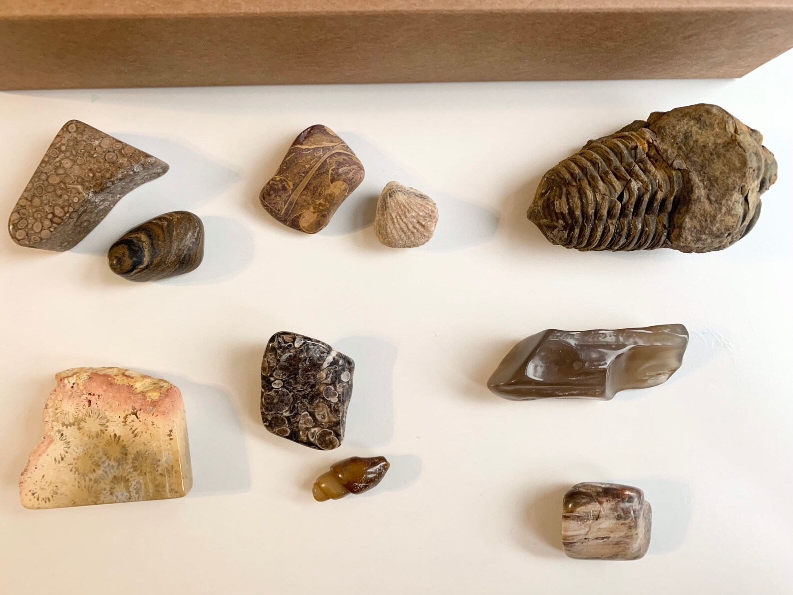 Fossil Collection Kit 10 Piece Rock Collection Box Rock - Etsy