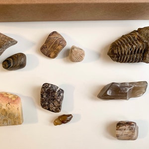 Fossil Collection Kit 10 Piece, Rock Collection Box, Rock Collector ...