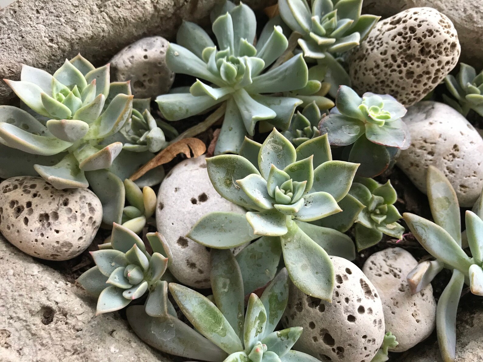 Vesicular Rocks (1lb), Rocks With Holes, Lake Michigan Rocks - Etsy