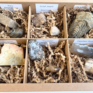 Fossil Collection Kit 10 Piece, Rock Collection Box, Rock Collector ...