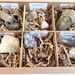 Fossil Collection Kit 10 Piece Rock Collection Box Rock - Etsy