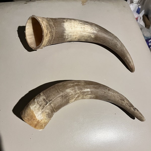 Raw Cow Horns - Etsy