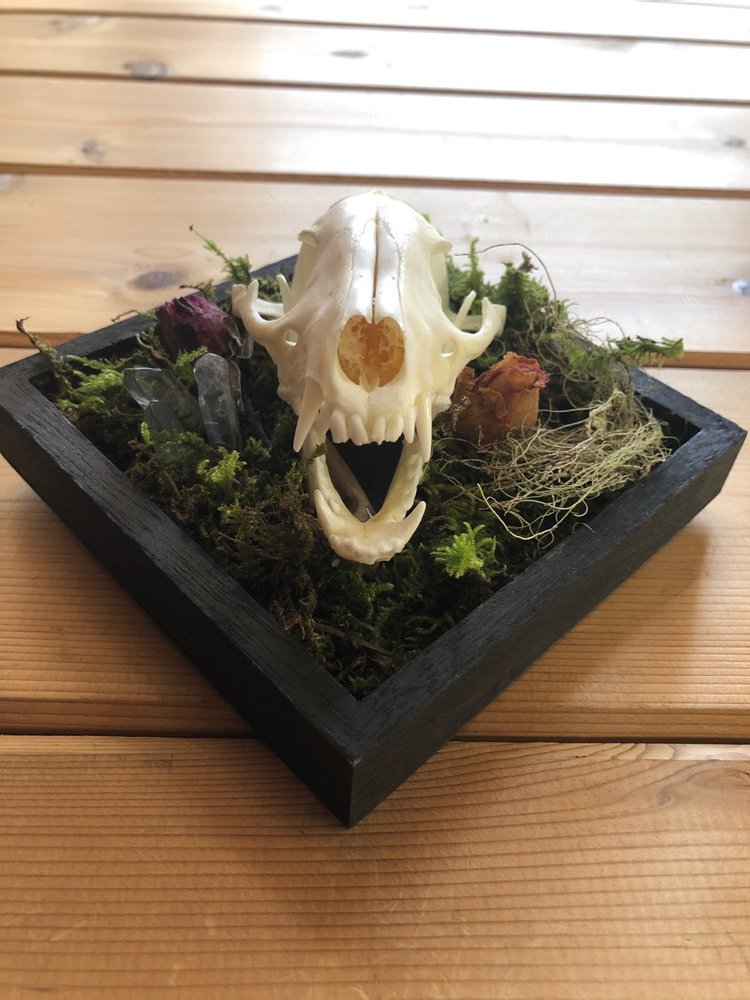 Tanuki Skull Mounted in Black Shadow Box Real Skull Animal - Etsy Canada