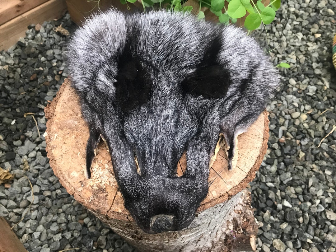 Silver Fox Face Taxidermy Fur - Etsy Canada