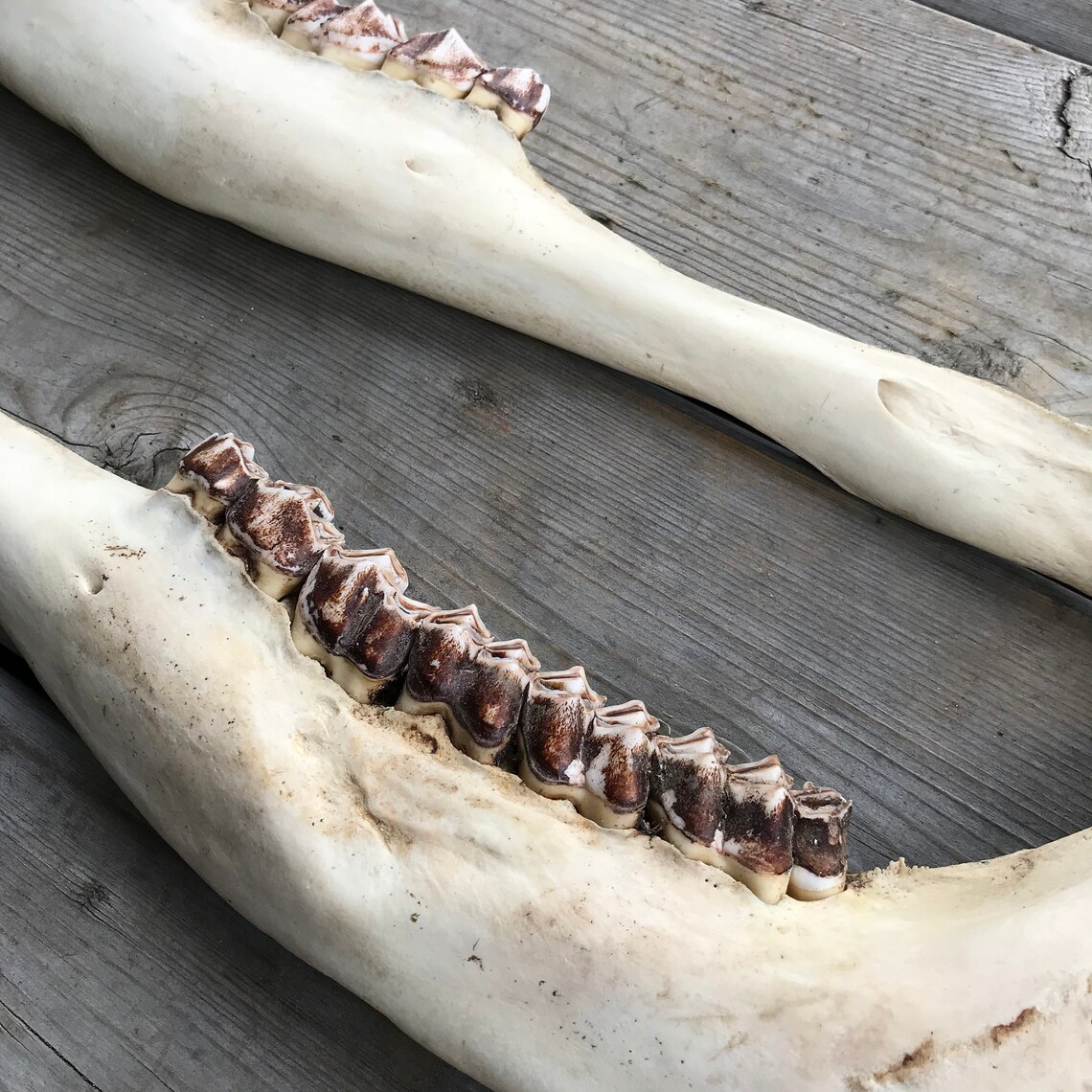 Huge Moose Jaw bones with Teeth Real Animal Teeth Jaws of | Etsy