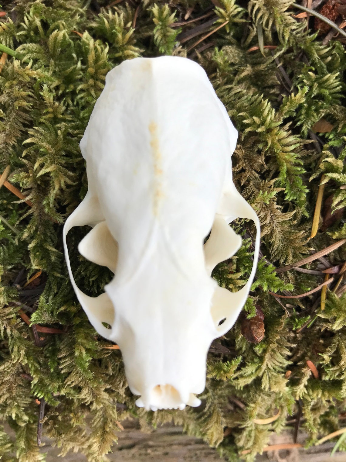 Mink Skull fully intact skull with all teeth real skull | Etsy