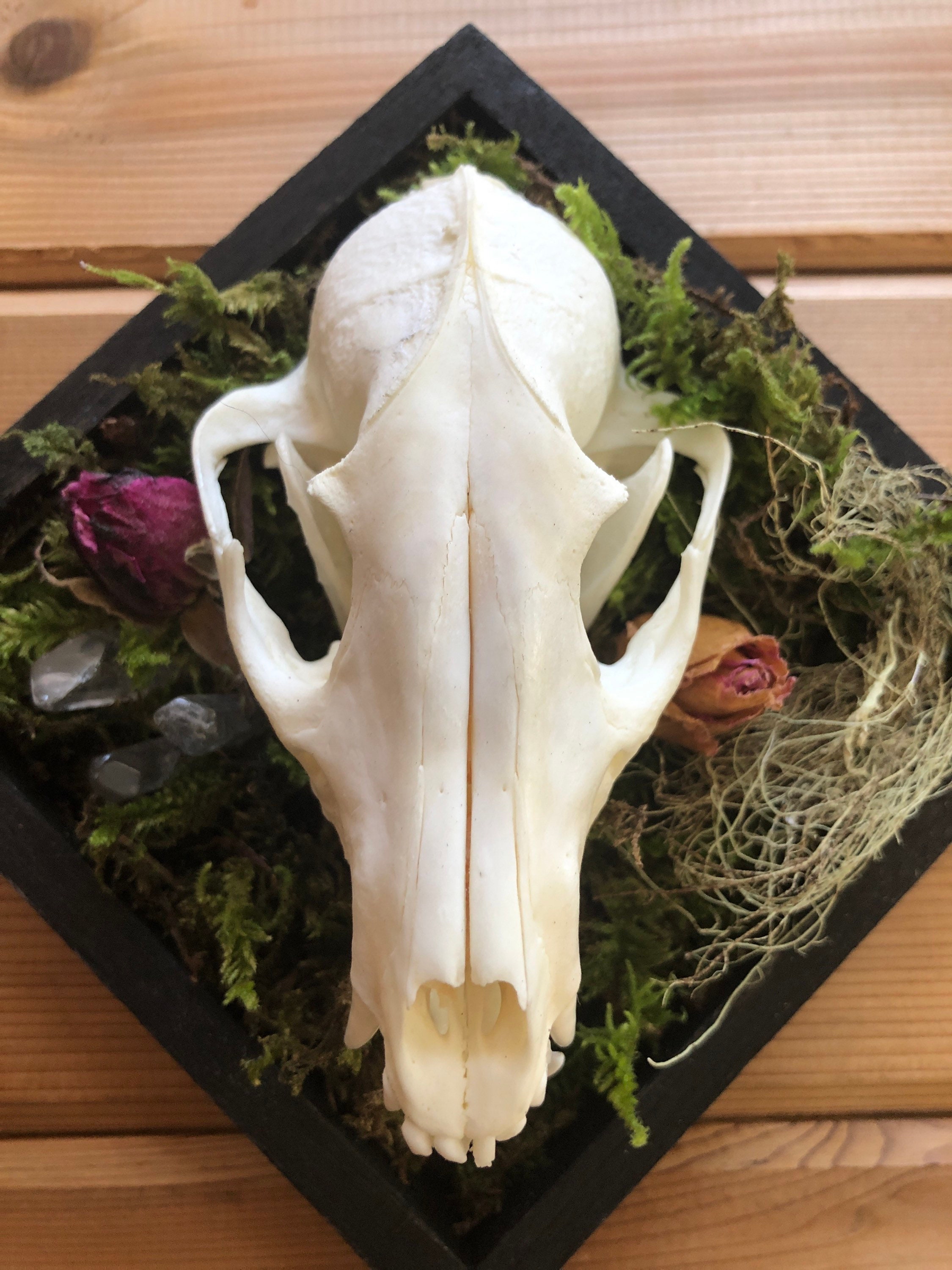 Tanuki Skull Mounted in Black Shadow Box Real Skull Animal - Etsy Canada