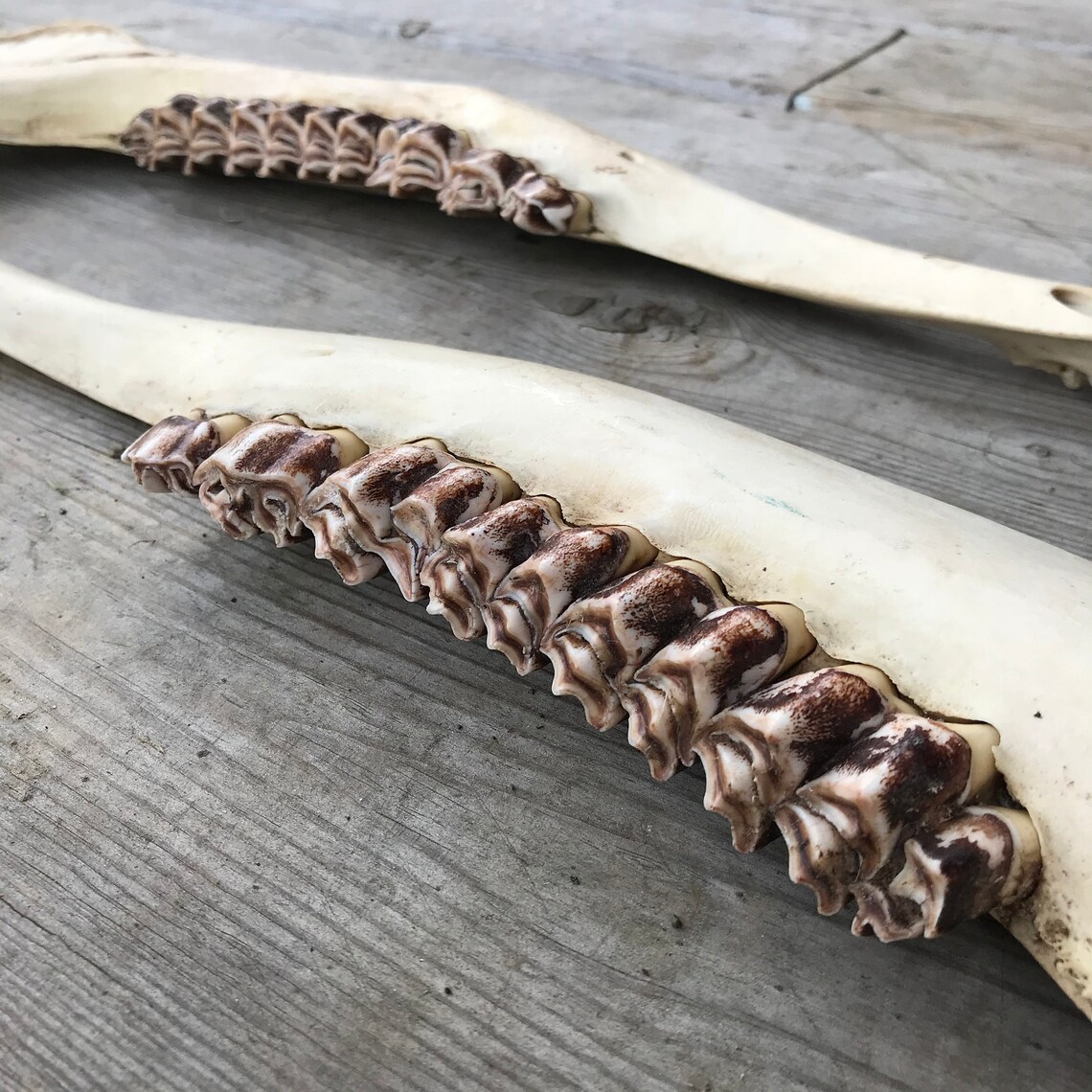 Huge Moose Jaw bones with Teeth Real Animal Teeth Jaws of | Etsy