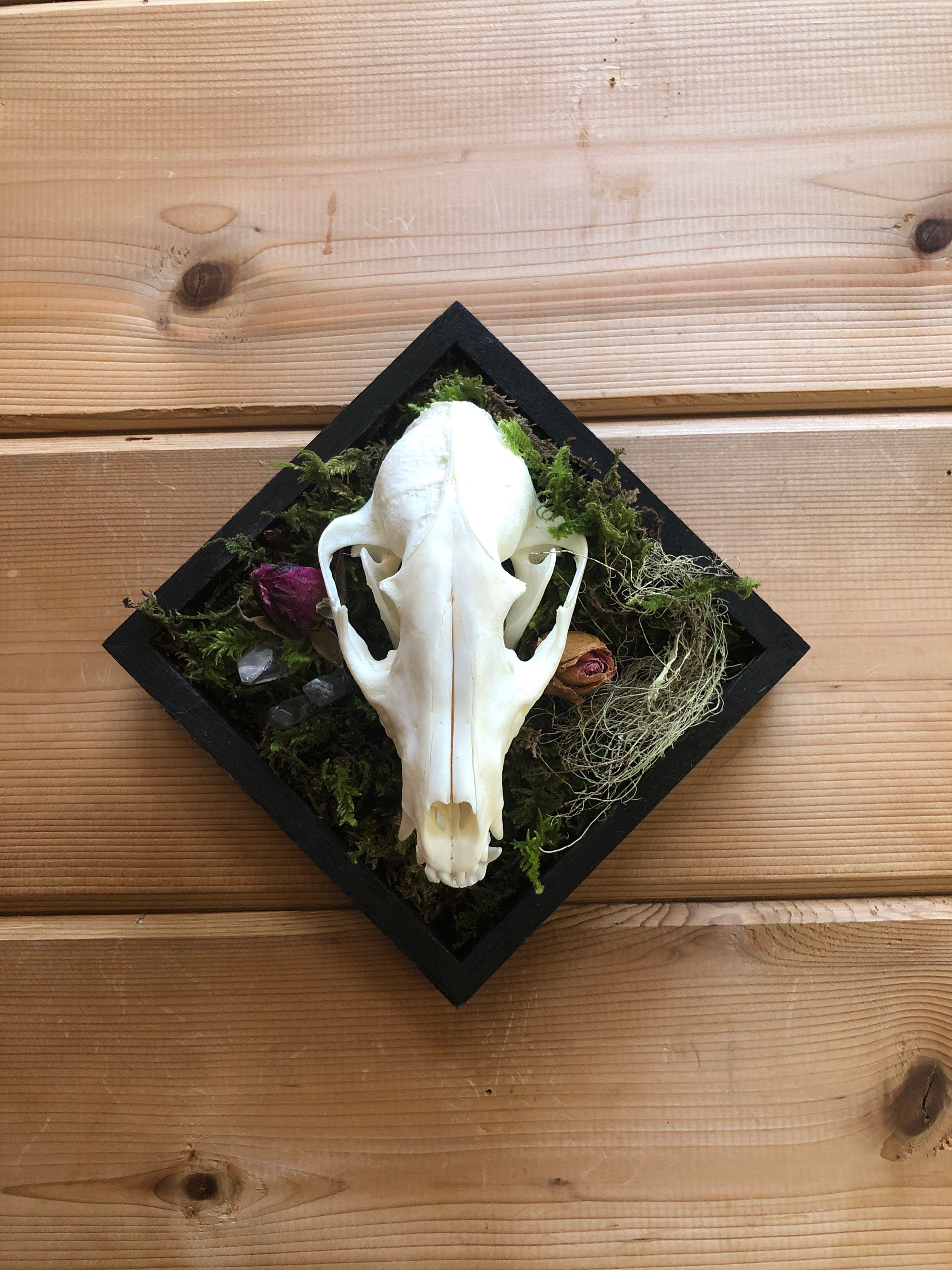 Tanuki Skull Mounted in Black Shadow Box Real Skull Animal - Etsy Canada