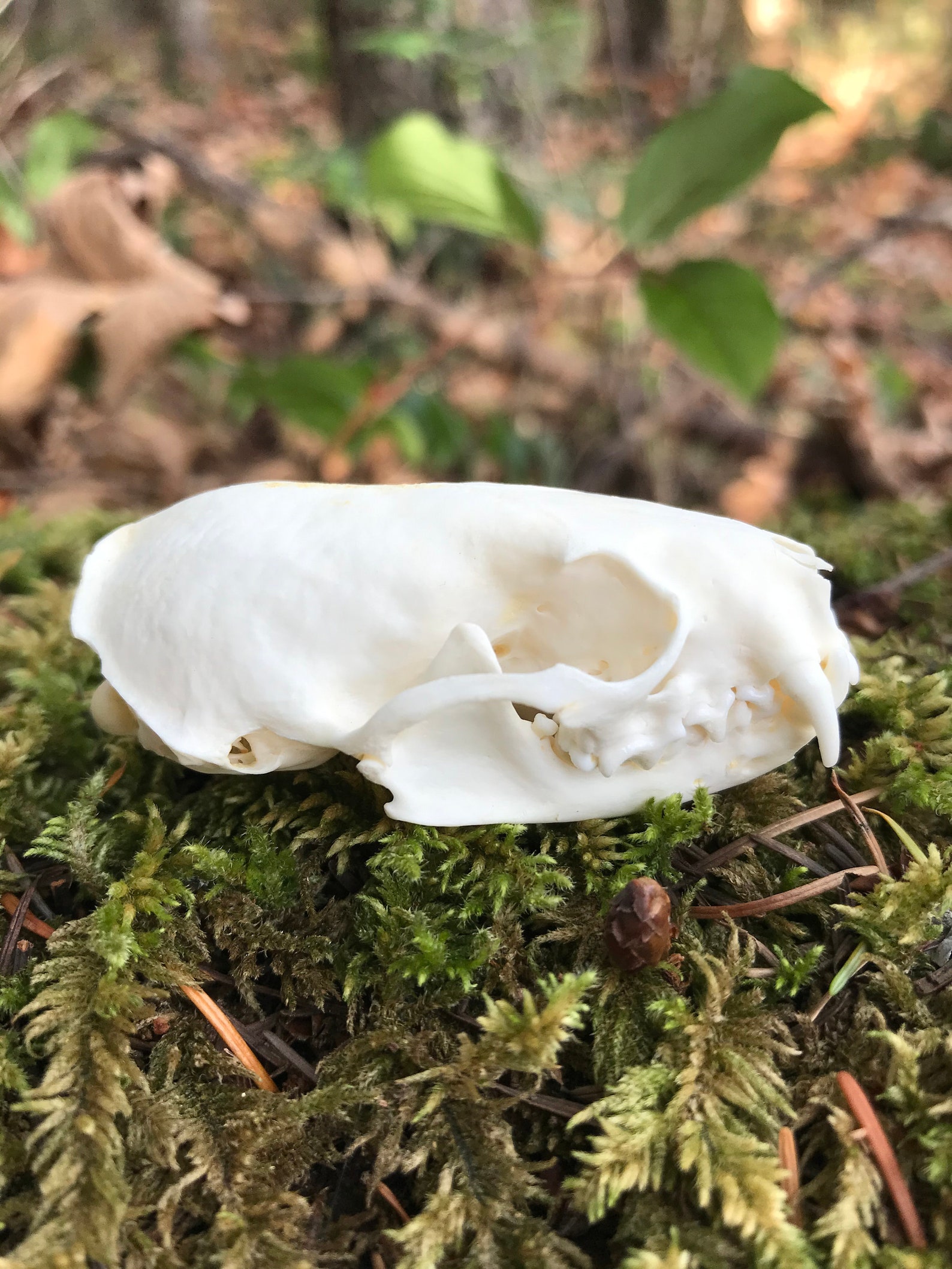 Mink Skull fully intact skull with all teeth real skull | Etsy