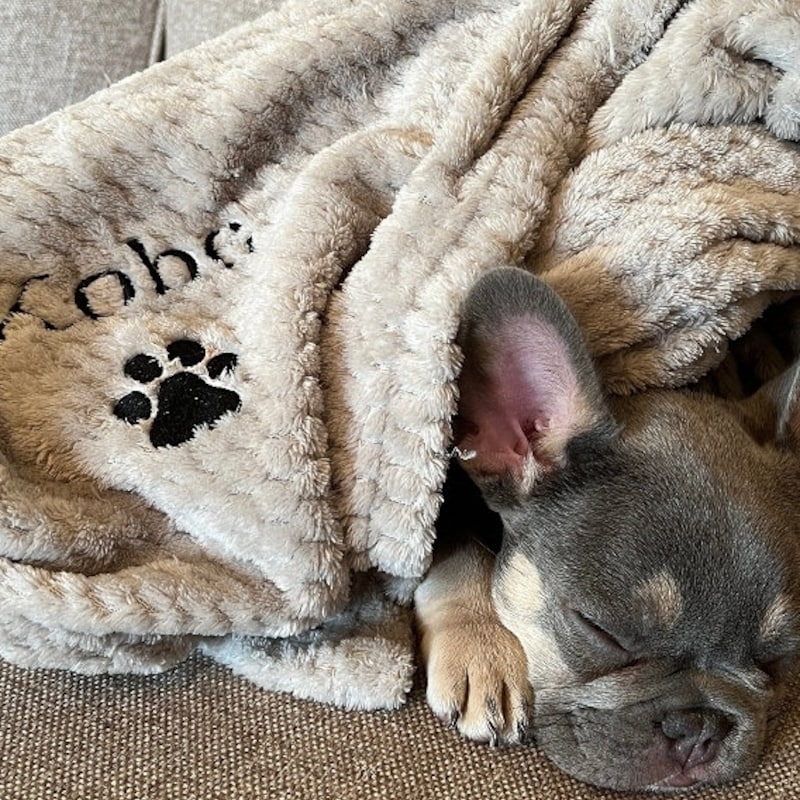 Small Dog Blanket Custom - Etsy UK