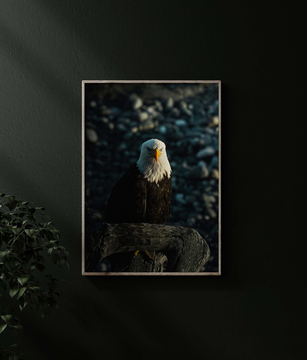 Fine Art Bald Eagle Wall Art Photo Wildlife Art Print Wildlife Wall Art ...