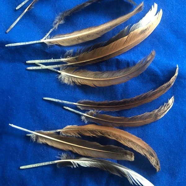 Chicken Feathers - Etsy