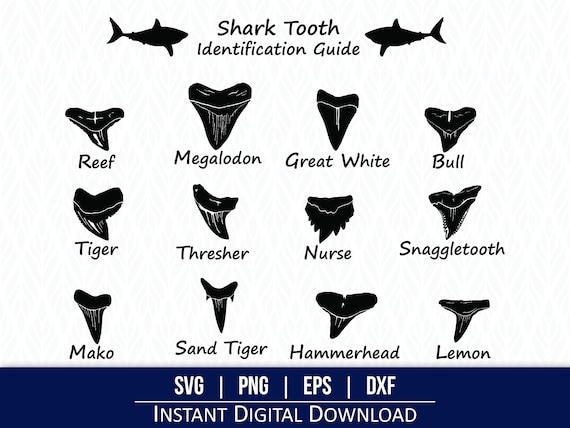 Identifying Shark Teeth Shark Tooth Identification Guide (medium).