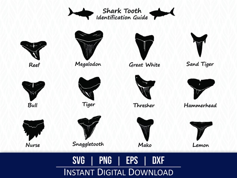 Shark Teeth Svg Fossil Guide Identification Guide SVG Cut | Etsy Australia