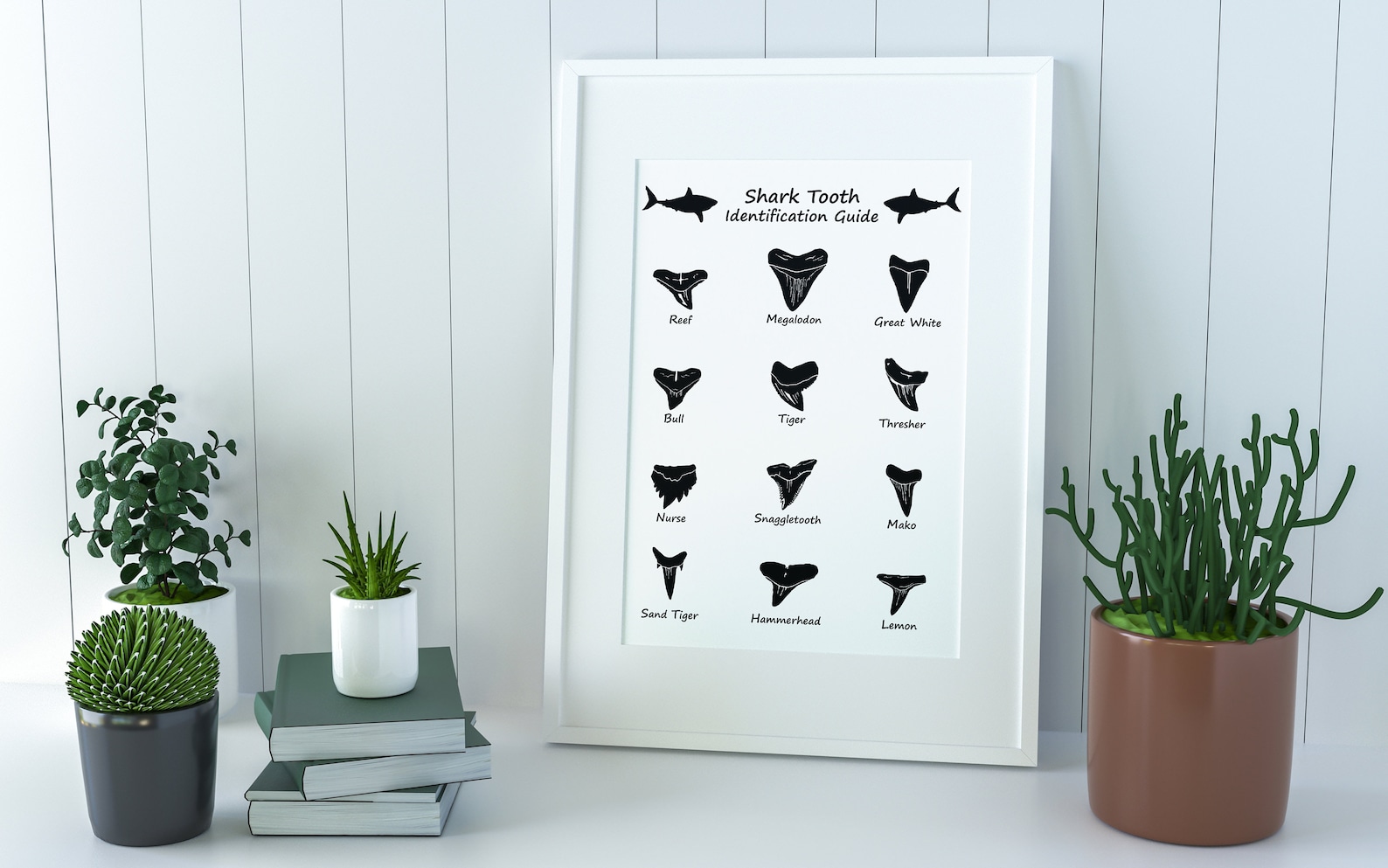 Shark Tooth SVG | Shark Teeth Guide | Shark Tooth Identification ...