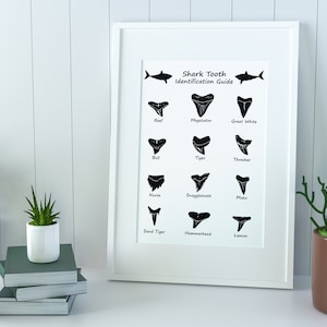Shark Tooth SVG | Shark Teeth Guide | Shark Tooth Identification ...