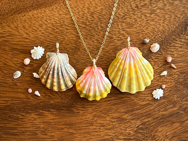 RARE Sunrise Shell aka Moonrise Shell 14k Gold Wrapped - Etsy