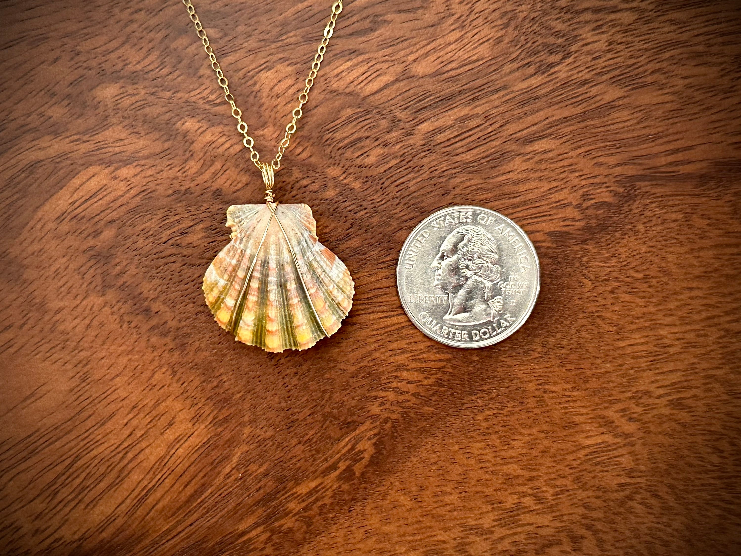 RARE Sunrise Shell (aka Moonrise Shell) 14k Gold Wrapped Necklace - Etsy