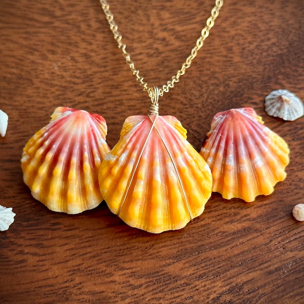 Sunrise Shell - Etsy