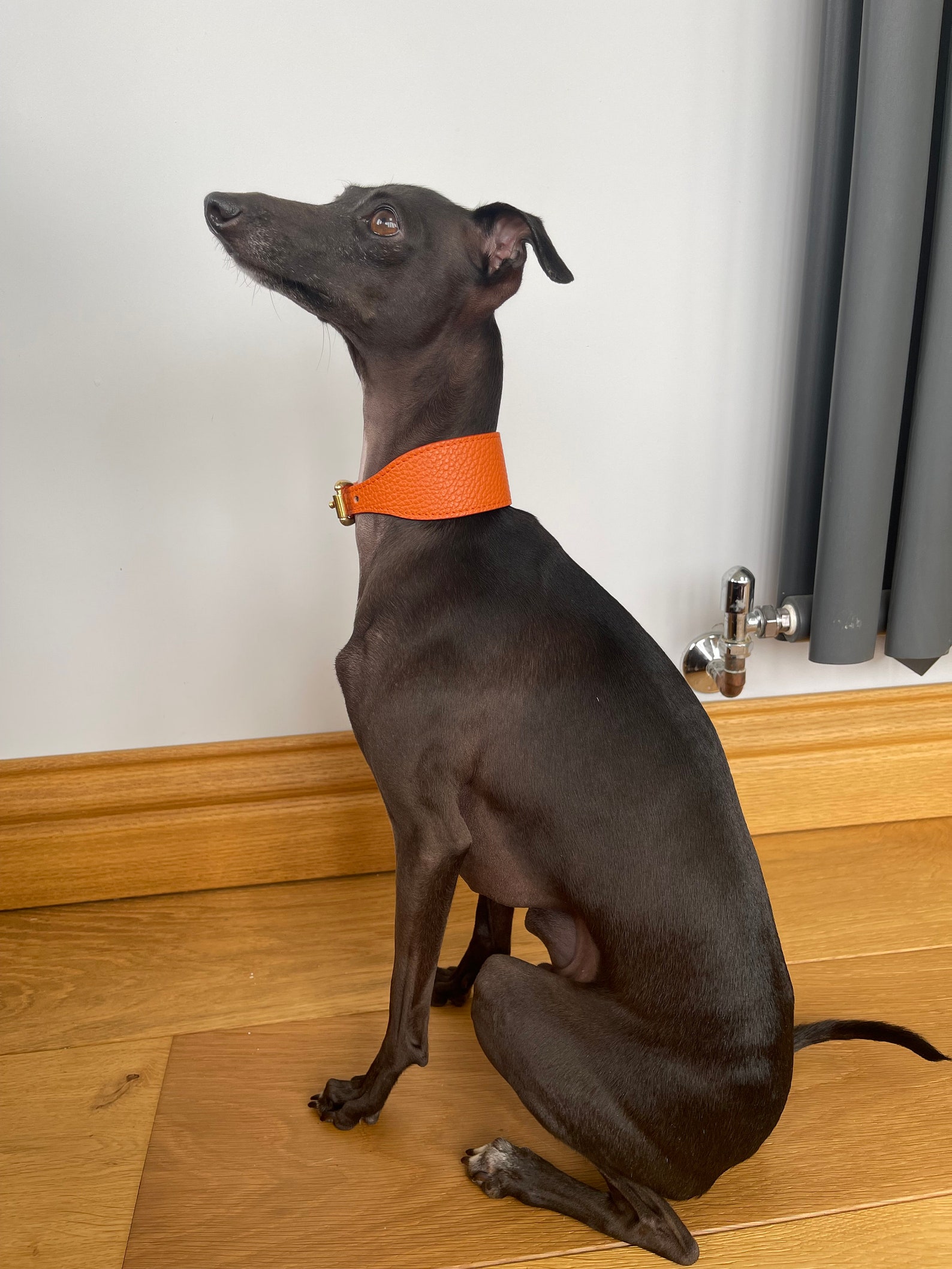 Super Soft Leather Wide Whippet Collar. Whippet Puppy and Adult Sizes ...