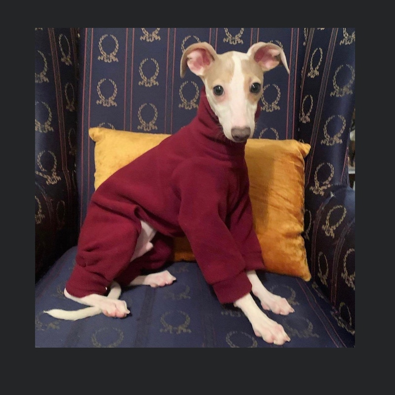Italian Greyhounds - Etsy