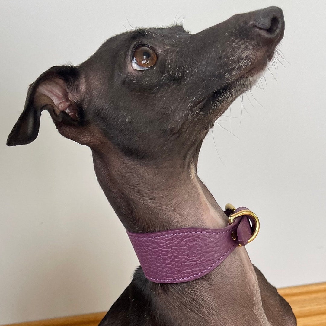 Super Soft Leather Wide Whippet Collar. Whippet Puppy and Adult Sizes ...