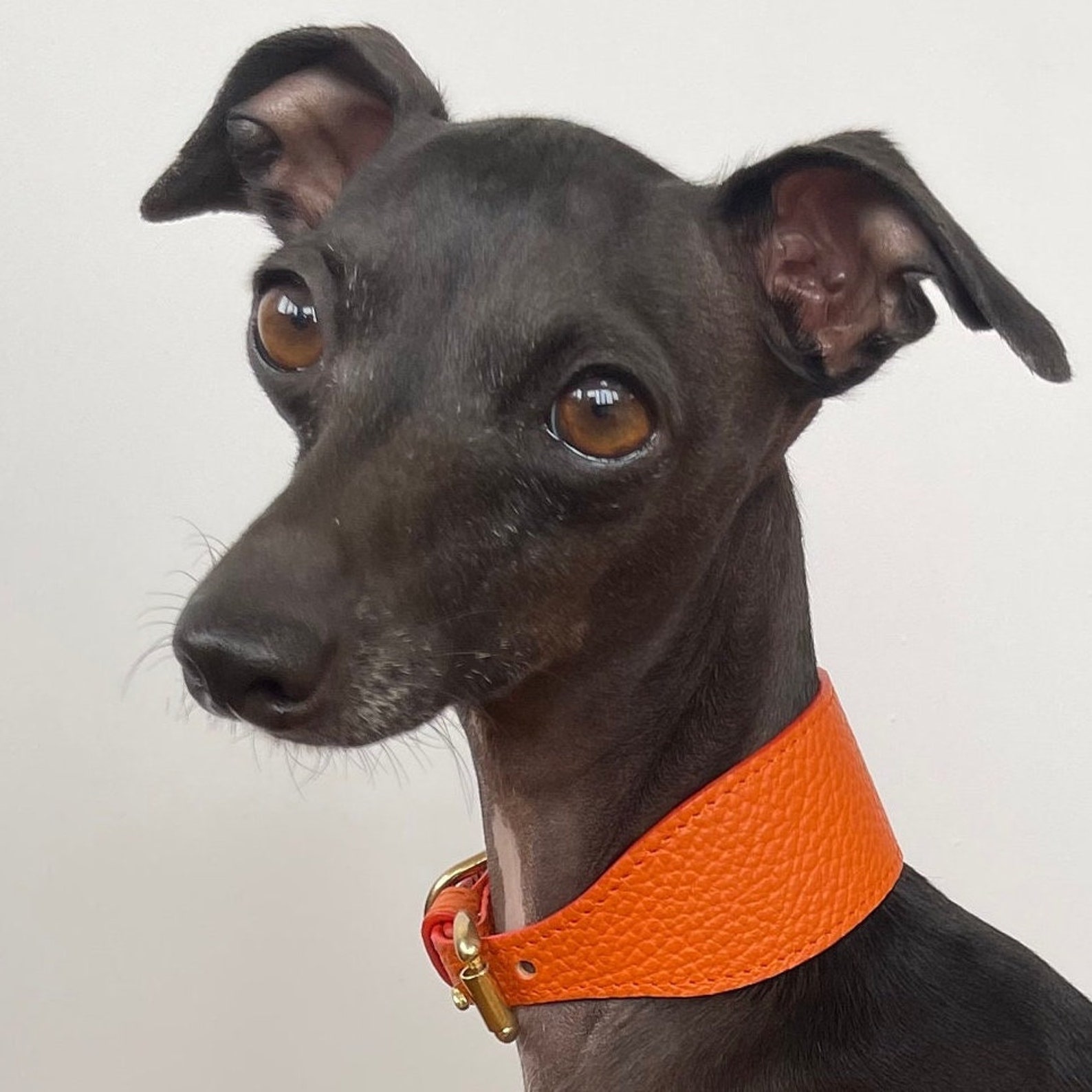 Super Soft Leather Wide Whippet Collar. Whippet Puppy and Adult Sizes ...