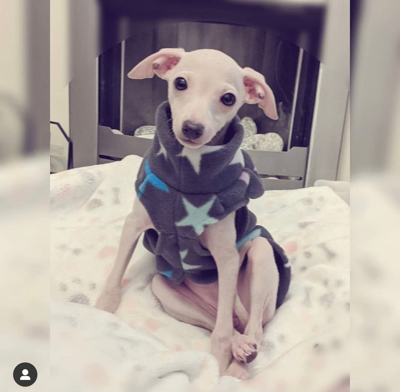 MADE TO ORDER Puppy Italian greyhound clothing fleece vest. | Etsy