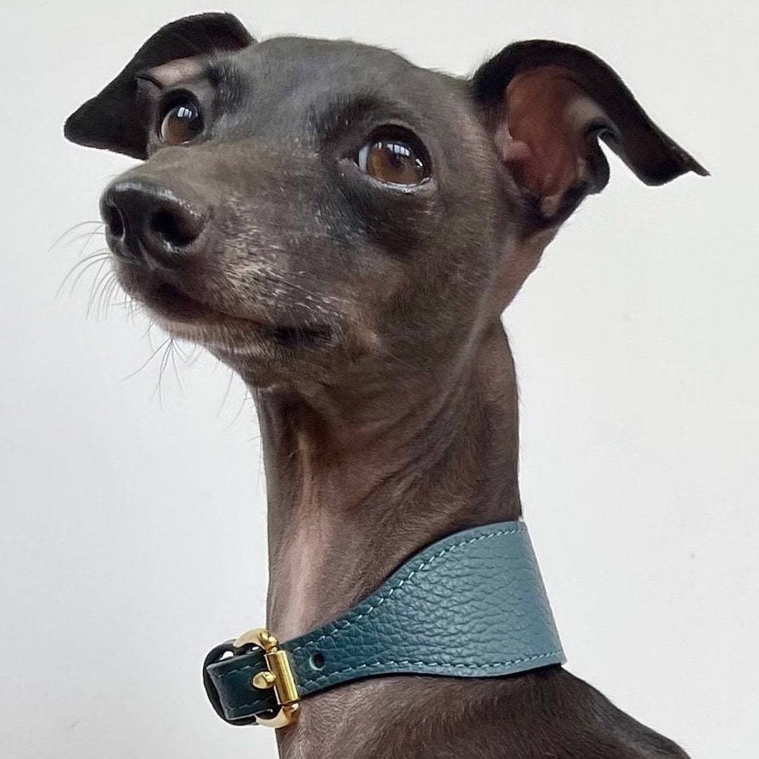 Super Soft Leather Wide Whippet Collar. Whippet Puppy and Adult Sizes ...