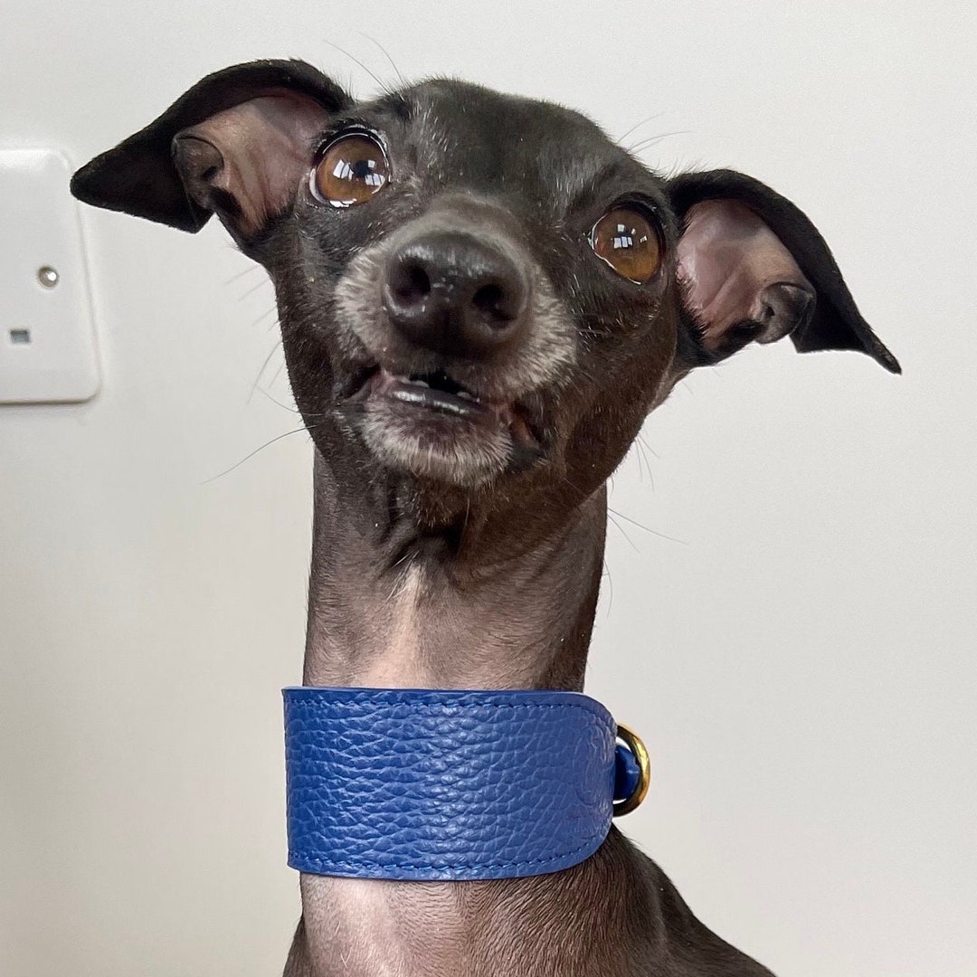 Soft Italian Leather Italian Greyhound Collar - Indian Ocean Blue - Etsy