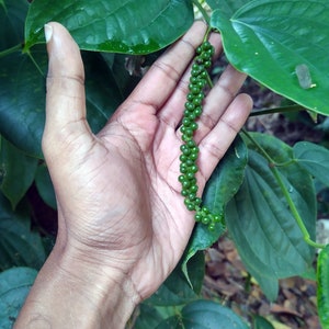 Ceylon Black Pepper Powder Sun Dried Spice 100% Natural Quality Organic ...