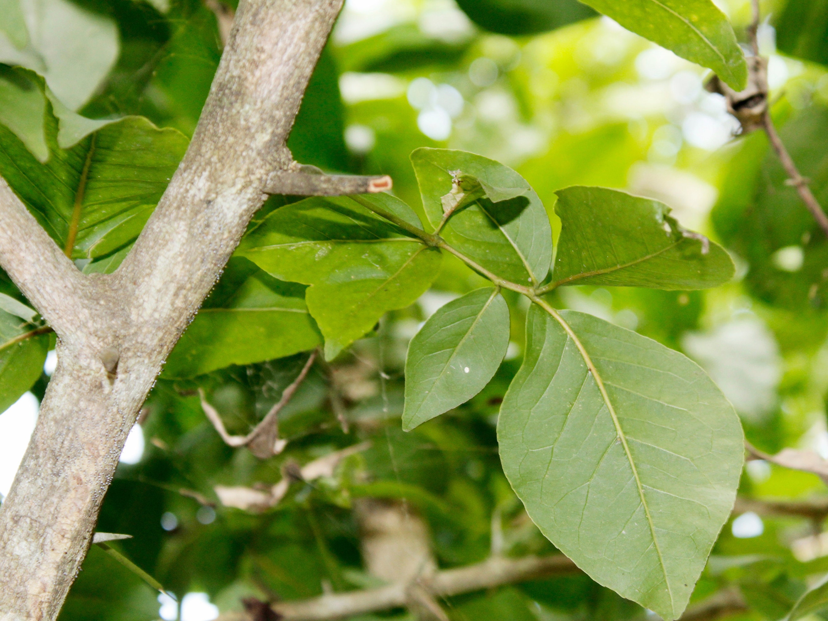 Bael Leaves organic Dried Bael Leaves Bilva Patra Bel Marmelos Aegle Bael Leaves organic Dried Bael Leaves Bilva Patra Bel Marmelos Aegle