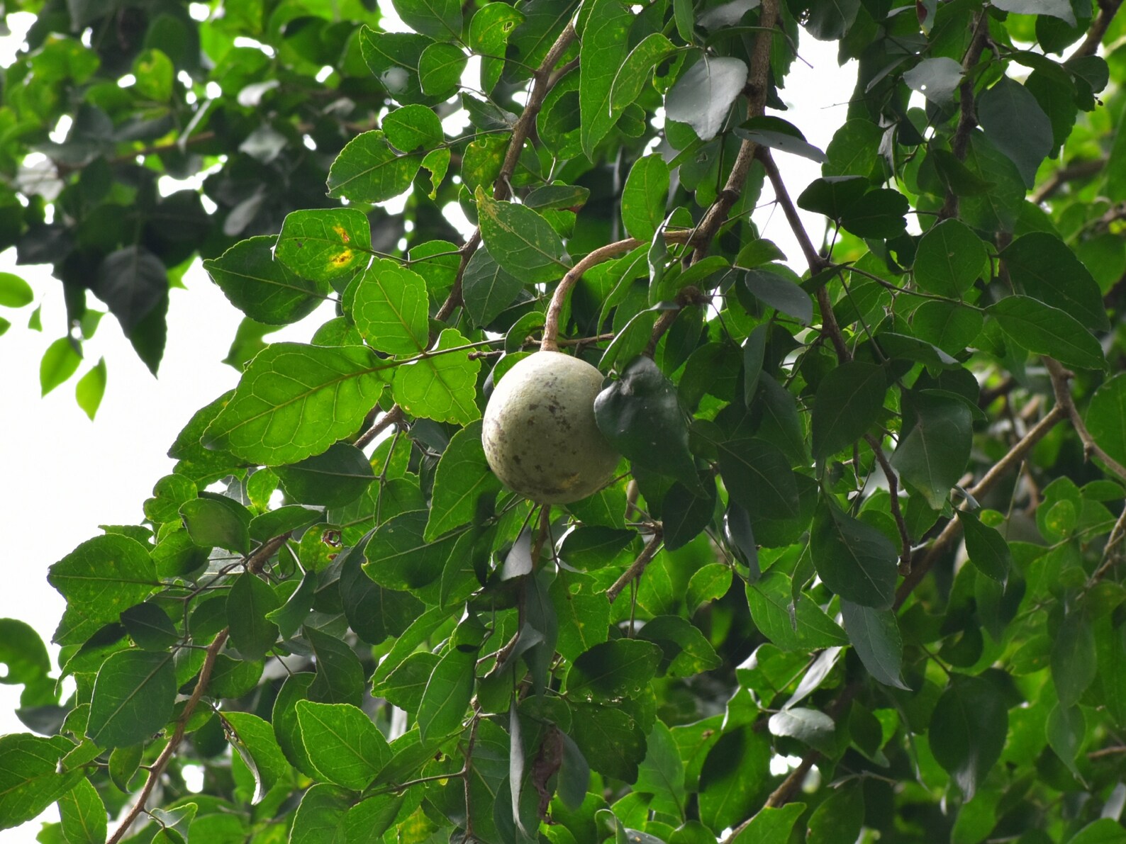 Bael Leaves | ,organic Dried Bael Leaves | Bilva Patra Bel Marmelos ...