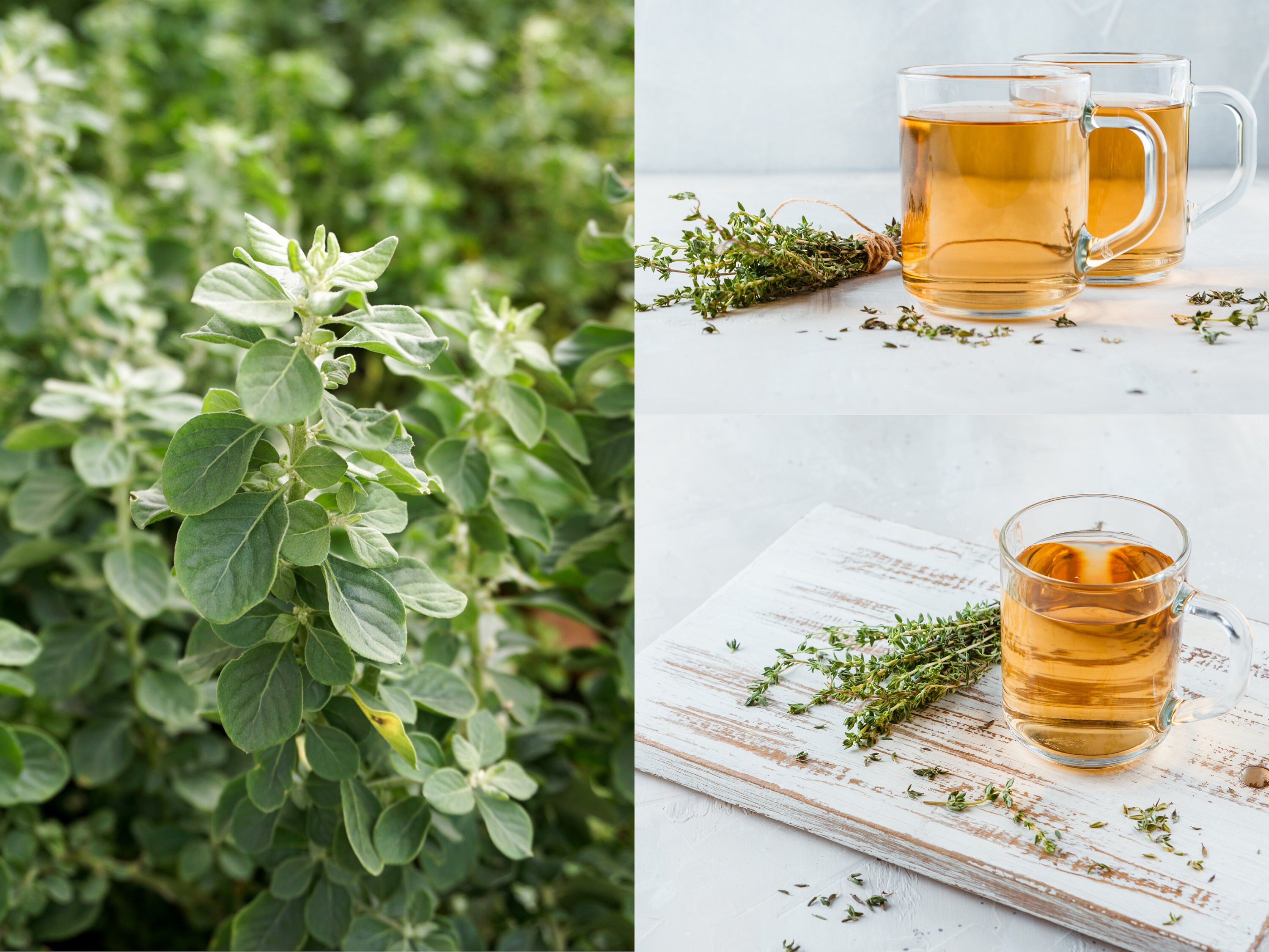 Dehydrated Organic Mountain Knotgrass Tea Diabetic Tea Natural Dried ...