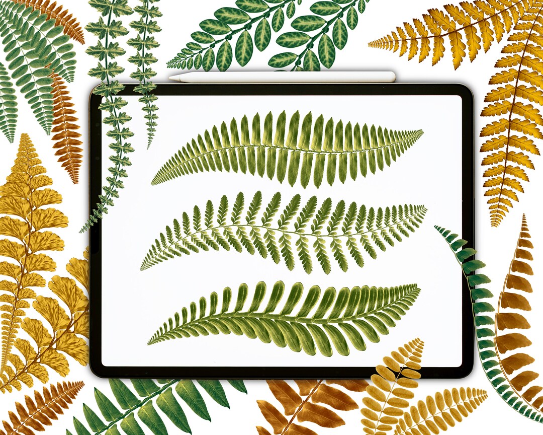 Procreate Fern Brushes | Dual Colour Procreate Brushes | Procreate ...