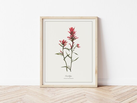 Indian Paintbrush Botanical Illustration Digital Plant - Etsy