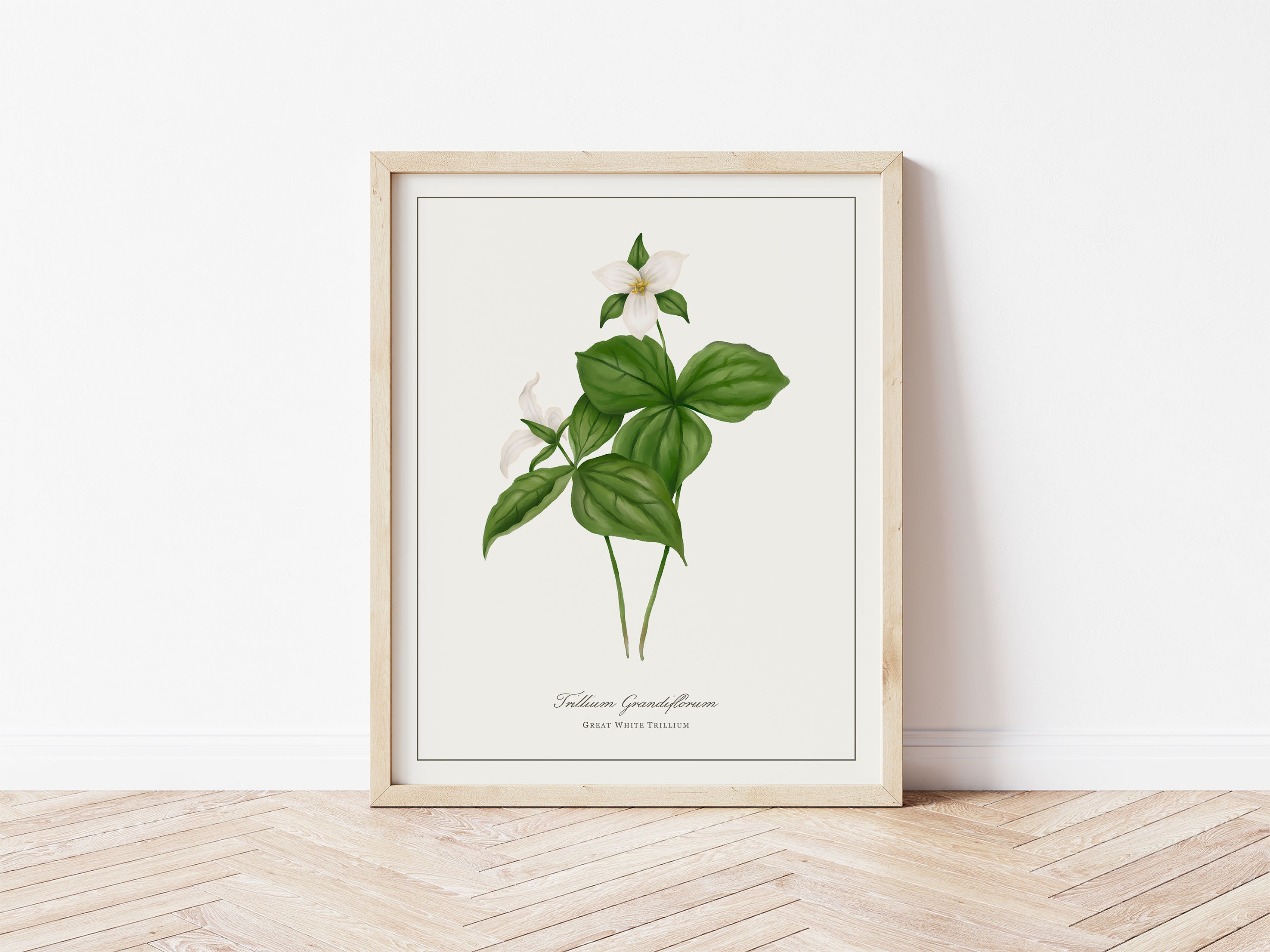 Trillium Flower Drawing