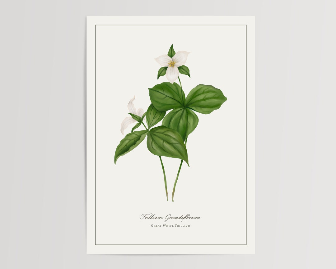 Great White Trillium Print | Printed and Shipped Illustration | Floral ...
