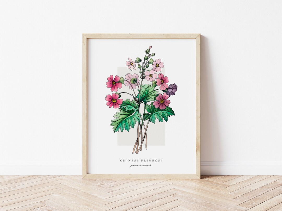 Chinese Primrose Printable Botanical | Outline Vintage Watercolour ...