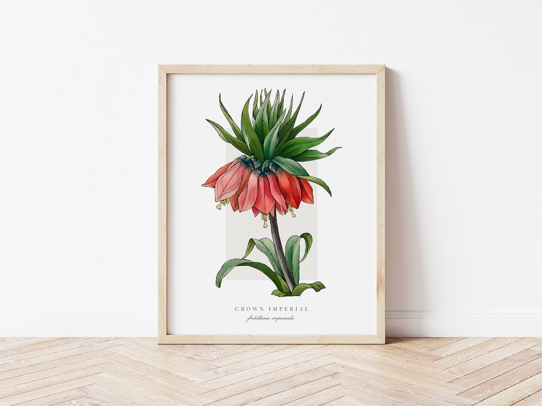 Crown Imperial Printable Botanical | Outline Vintage Watercolour Print ...