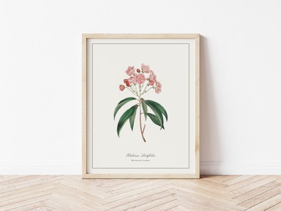 Mountain Laurel Botanical Illustration Digital Plant Artwork - Etsy