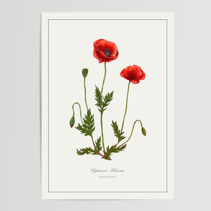 Poppy Print - Etsy