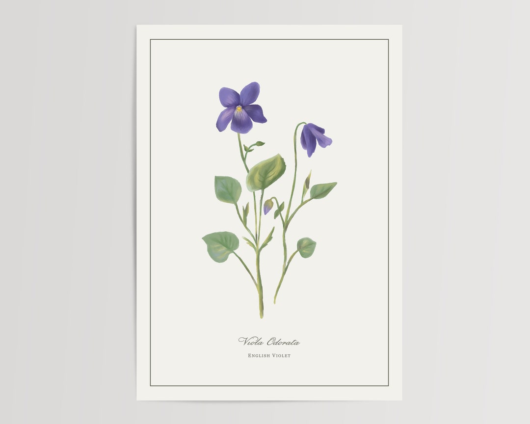 English Violet Print | Printed and Shipped Illustration | Floral ...