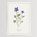 English Violet Print | Printed and Shipped Illustration | Floral ...