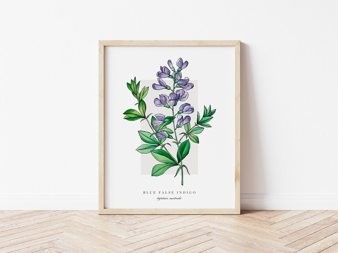 Blue False Indigo Printable Botanical | Outline Vintage Watercolour ...