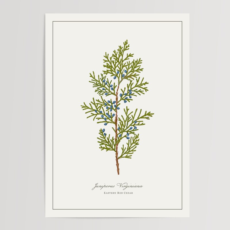 Cedar Prints - Etsy