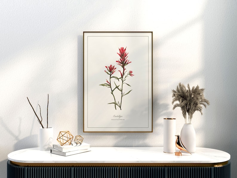 Indian Paintbrush Botanical Print Printed and Shipped Illustration ...