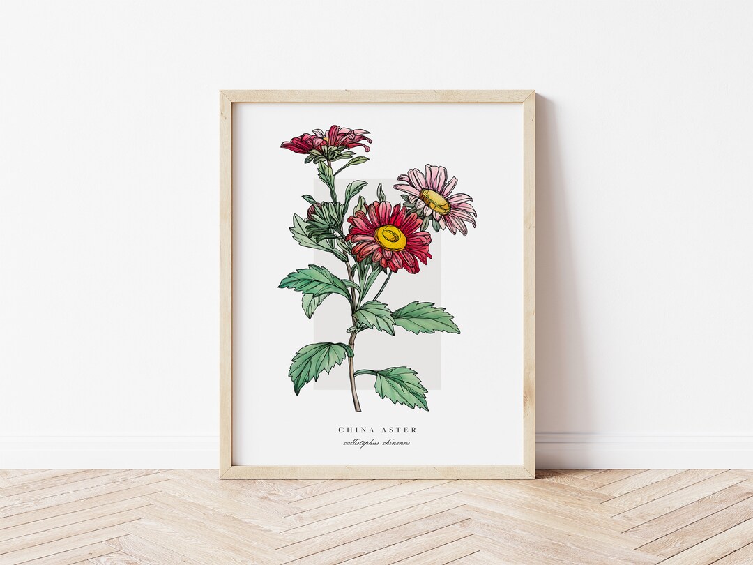China Aster Printable Botanical | Outline Vintage Watercolour Print ...