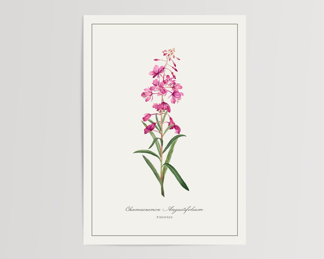 Fireweed Print | Printed and Shipped Illustration | Floral Watercolour ...